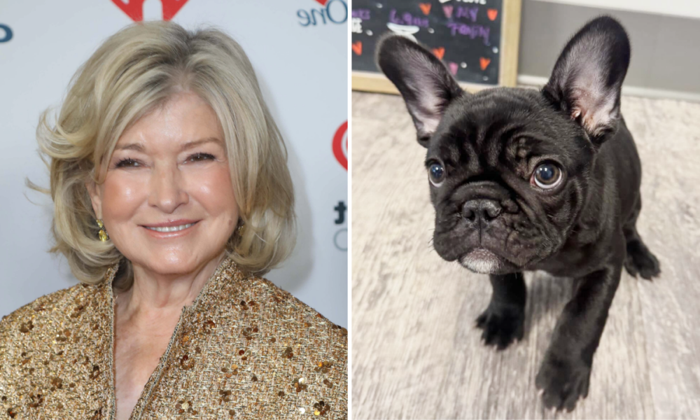 Martha Stewart Introduces Her Adorable New Frenchie — and It’s Pure ...