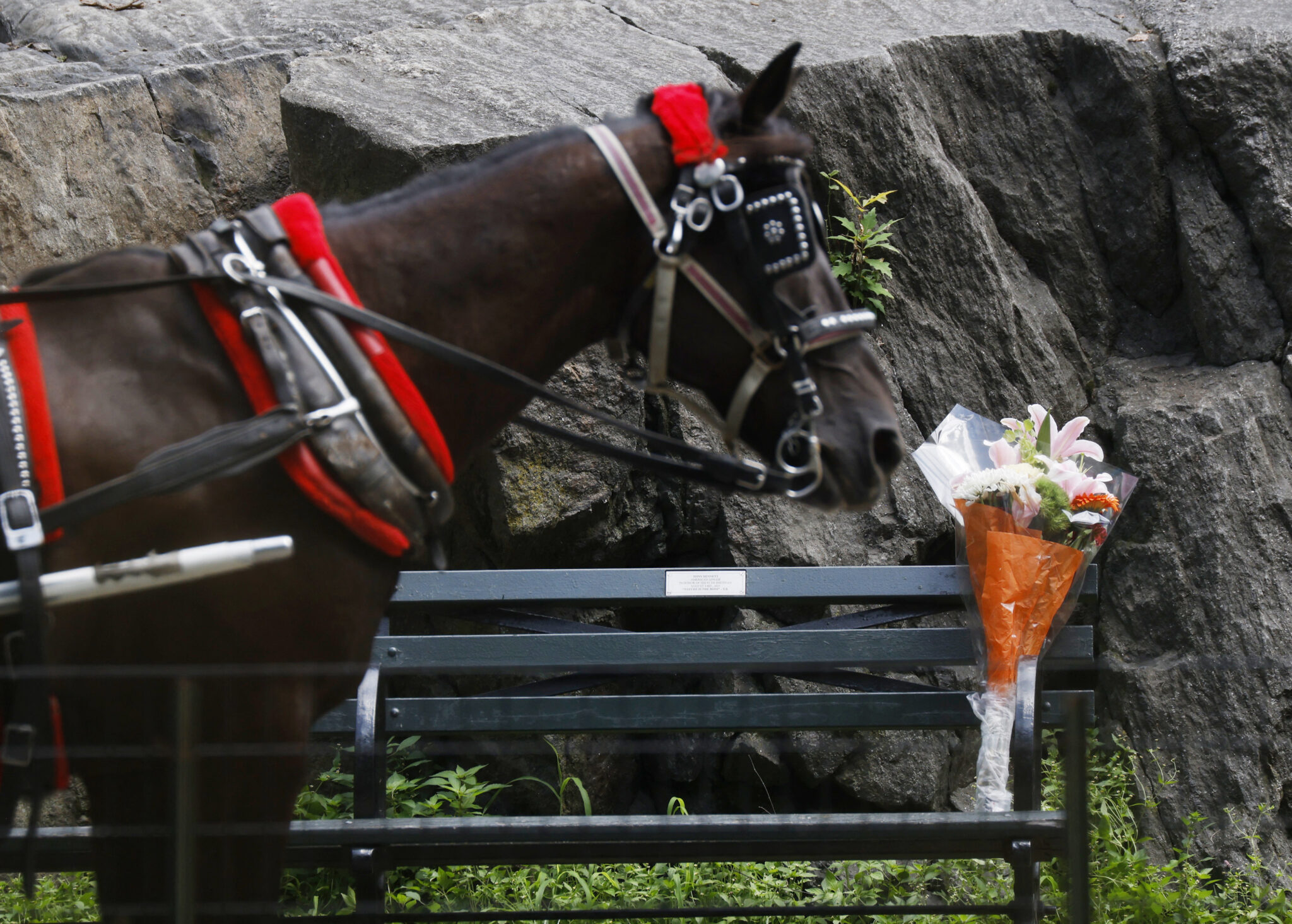 18-Year-Old Died in NYC Horse Carriage Accident Saving His Mother